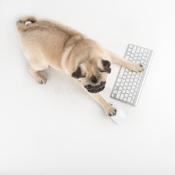 Dog with Computer Keyboard. Stock Image - Image of small, horizontal ...