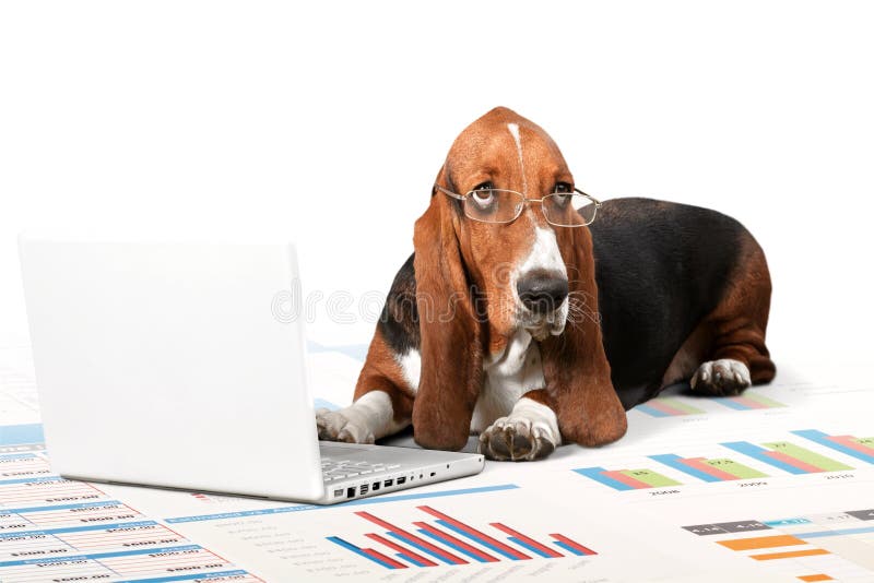 Boxer Dog Working Computer Stock Photos - Free & Royalty-Free Stock ...