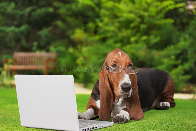 Dog Dachshund and Laptop Computer Stock Image - Image of keyboard ...