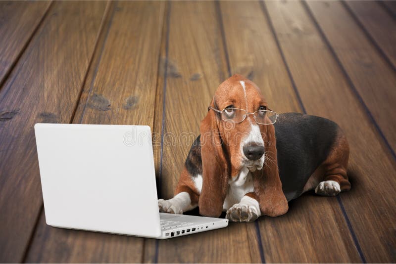 15,269 Animal Laptop Stock Photos - Free & Royalty-Free Stock Photos ...