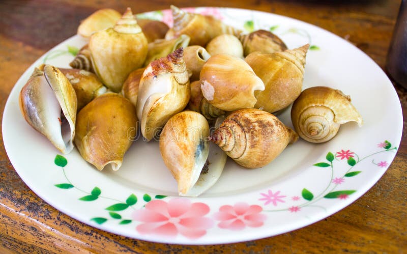 Dog Conch, Wing Shell stock photo. Image of wing, conch - 33785046