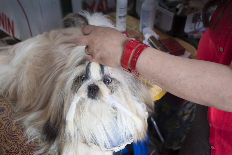 Dog contest stock photo. Image of animals, show, canine - 45859916