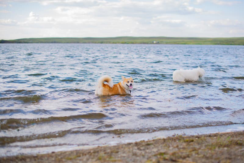 A Dog of the Corgi Breed and a Dog of the Samoyed Breed are Standing in ...