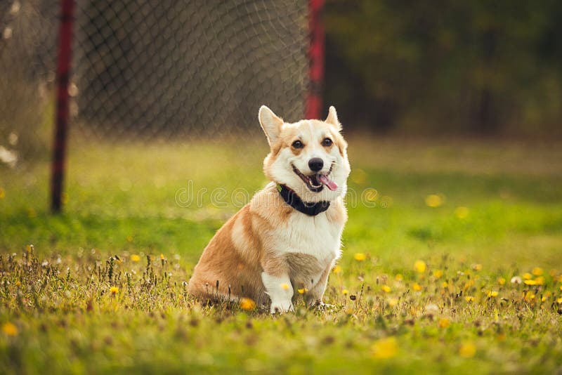 Cute Dg Corgi Sitting on the Grass Stock Image - Image of portrait ...