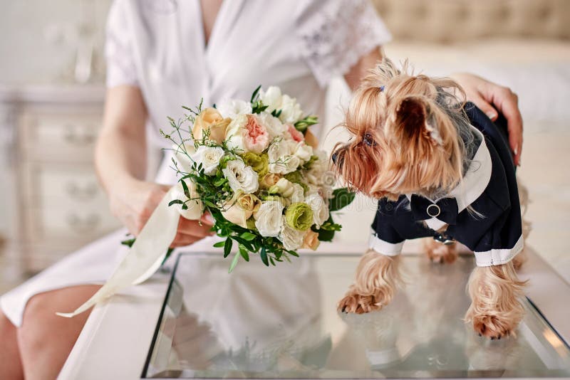 1,007 Dog Bride Groom Stock Photos - Free & Royalty-Free Stock Photos ...