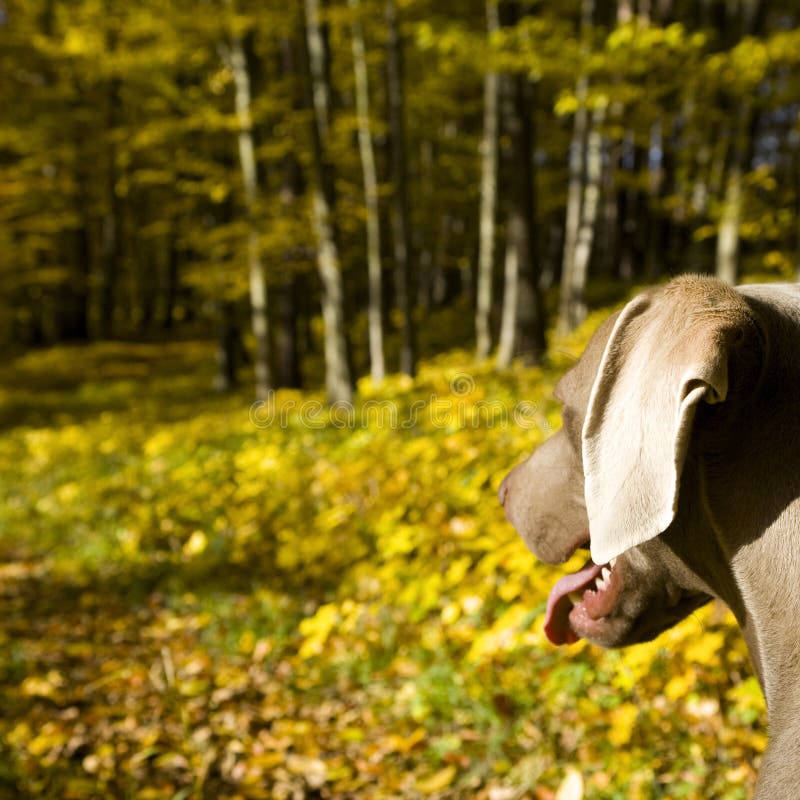 Dog in countryside stock image. Image of single, lupus - 12049583