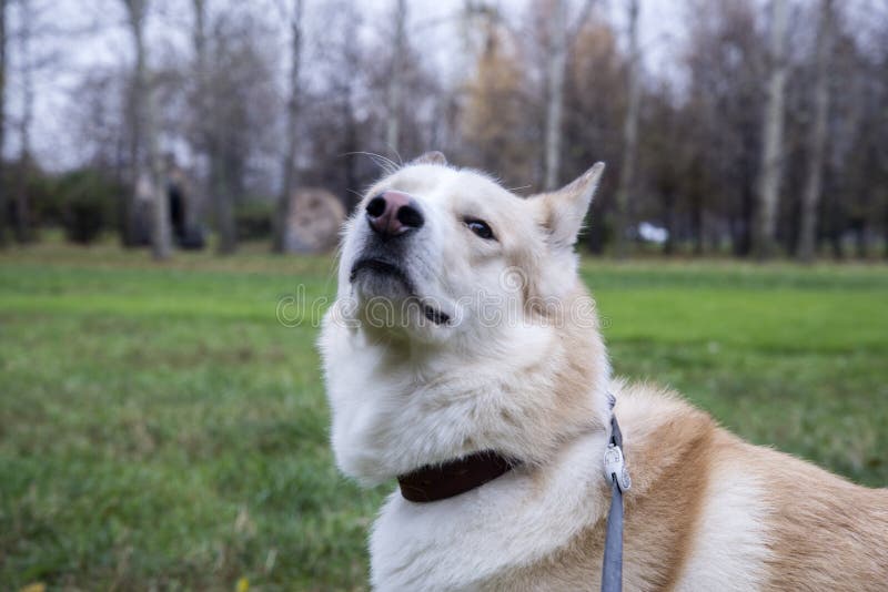 Dog in countryside stock image. Image of side, looking - 108159183