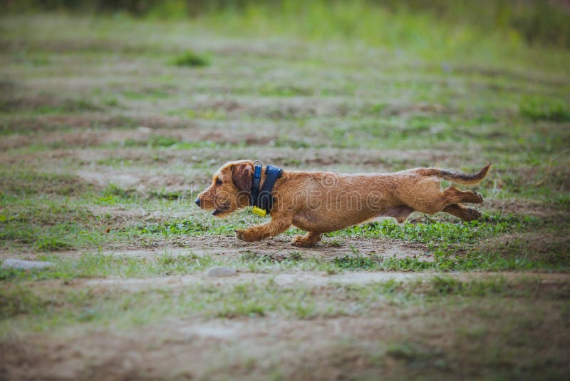 Dog Chasing Rabbit Stock Photos - Free & Royalty-Free Stock Photos from ...