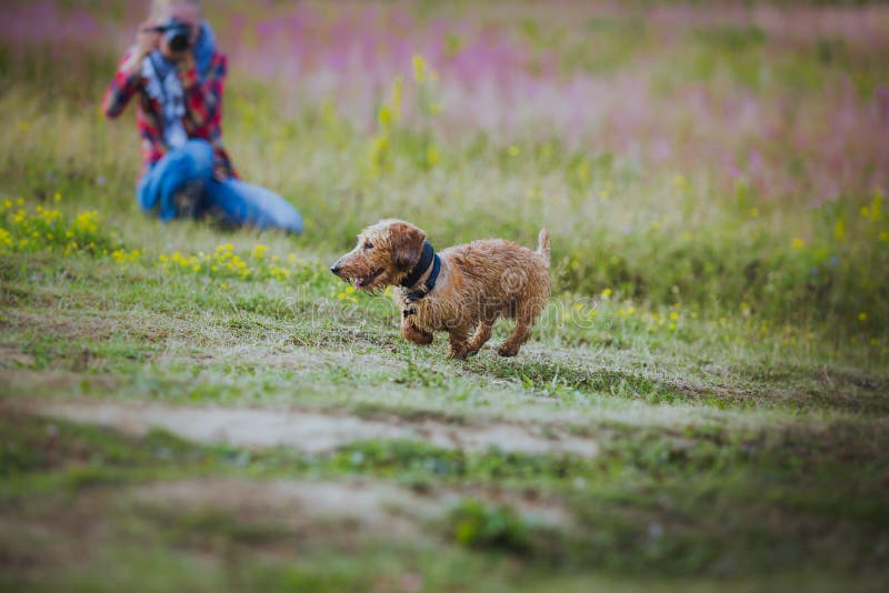 Dog Chasing Rabbit Stock Photos - Free & Royalty-Free Stock Photos from ...