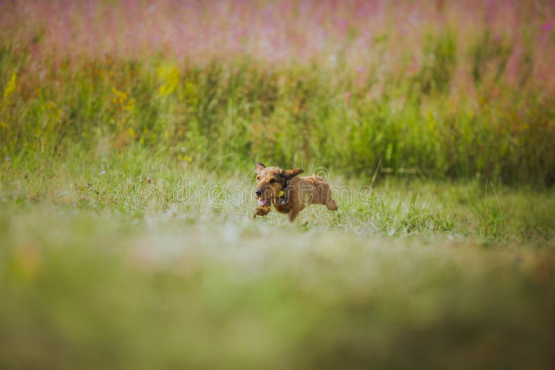 Dog Chasing Rabbit Stock Photos - Free & Royalty-Free Stock Photos from ...