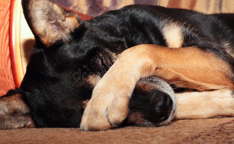 Dog covering nose stock image. Image of cover, sleepy - 22964007