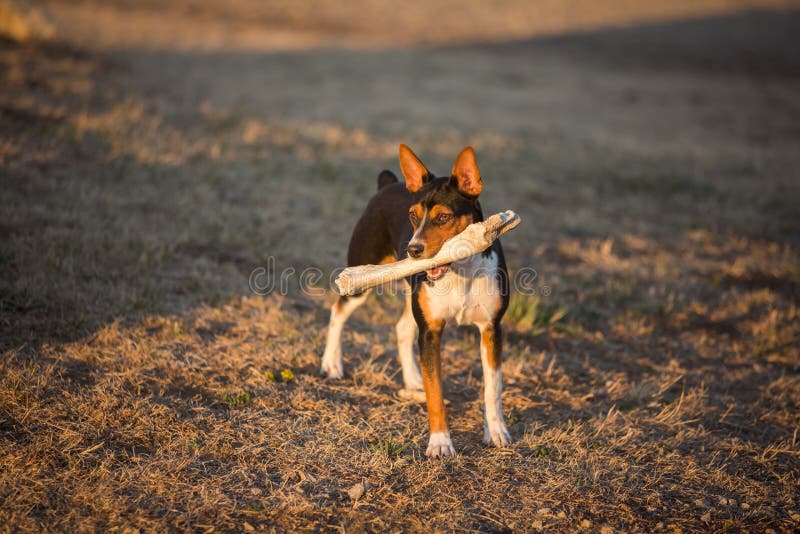 Dog with cow bone stock image. Image of funny, terrier - 135392609