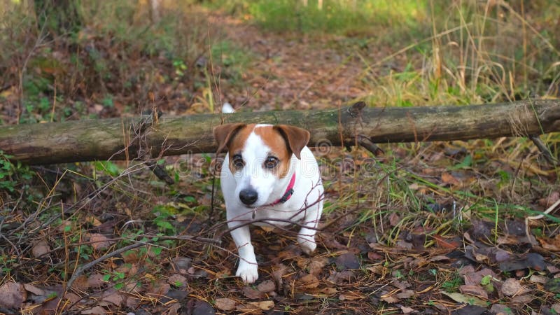 A Dog Crawling Under a Fallen Log, Wagging Its Tail, Looking at Camera ...