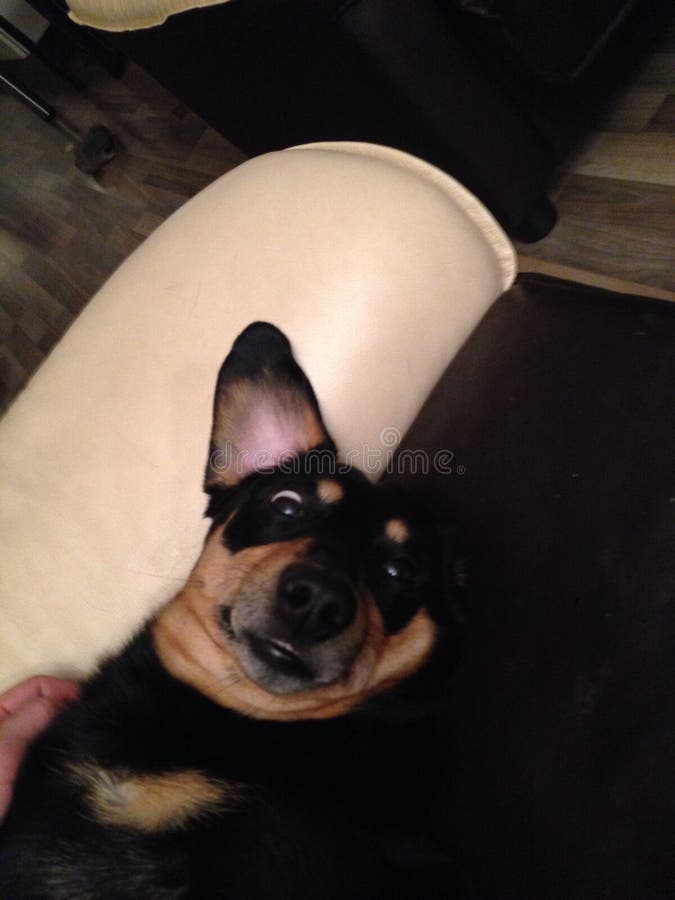 Dog with crazy face stock photo. Image of black, silly - 52243486