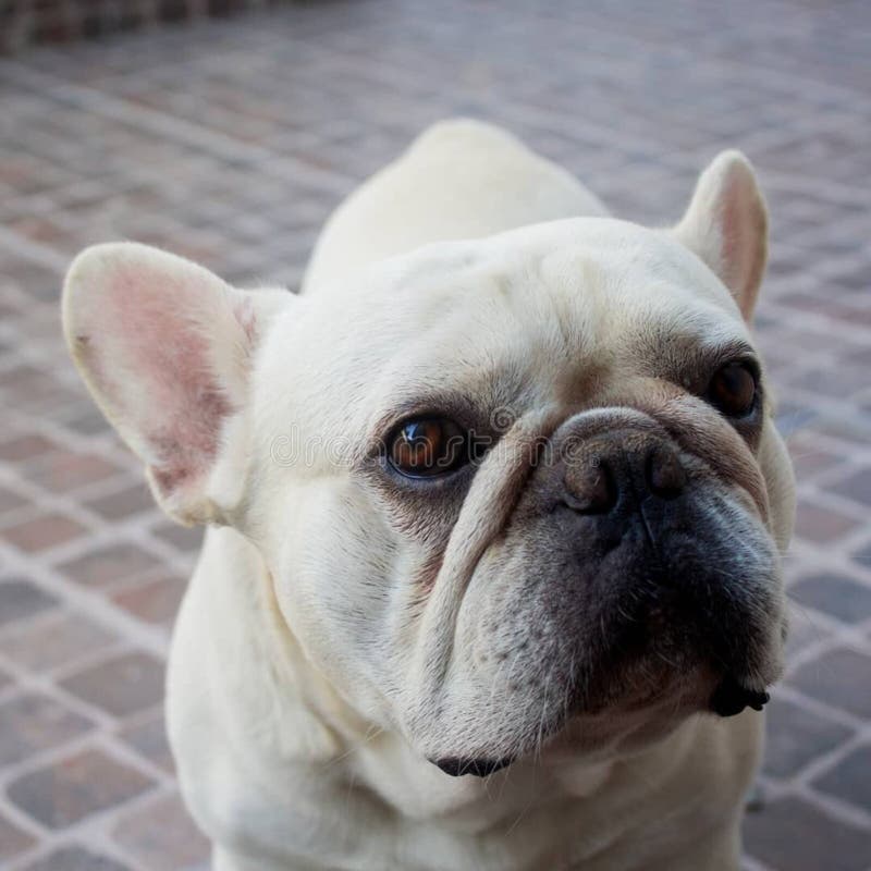 Dog Crazzy Stock Photos - Free & Royalty-Free Stock Photos from Dreamstime