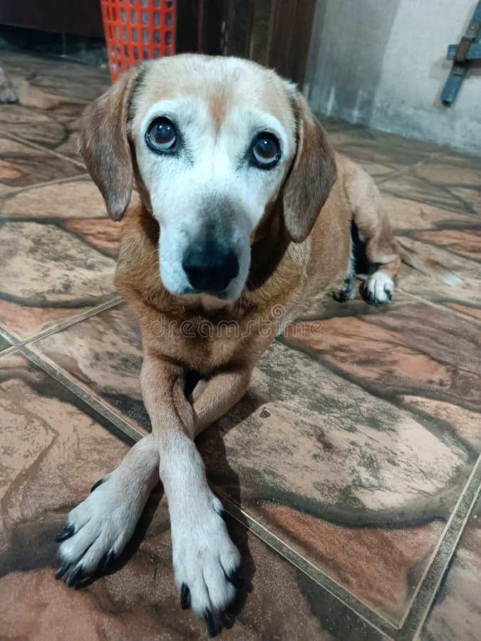 365 Crossed Paws Stock Photos - Free & Royalty-Free Stock Photos from ...