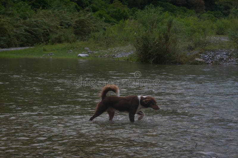 Dog Crossing Rio Pilon in the City of Monterrey Stock Image - Image of ...