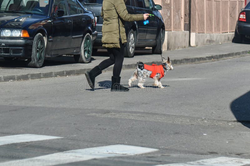 Dog crossing the street stock photo. Image of leash - 109282002