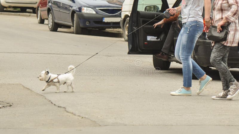 Dog crossing the street stock image. Image of leash - 114282641