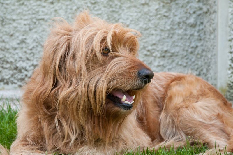 Dog crouched resting stock photo. Image of dogs, lying - 42307844