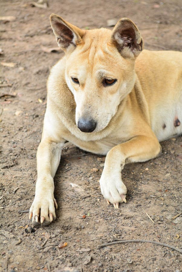 Dog stock image. Image of breed, doggy, holiday, camera - 51351201