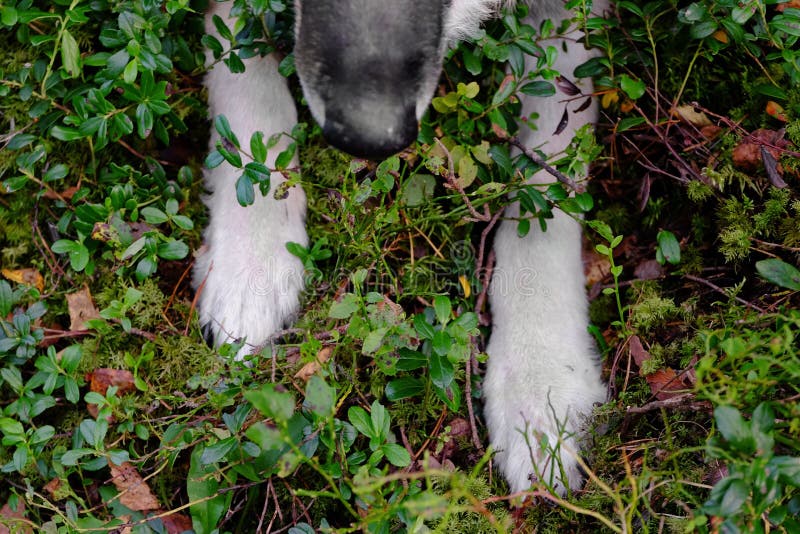 Dog Crouching in Forest stock image. Image of view, paws - 99953281