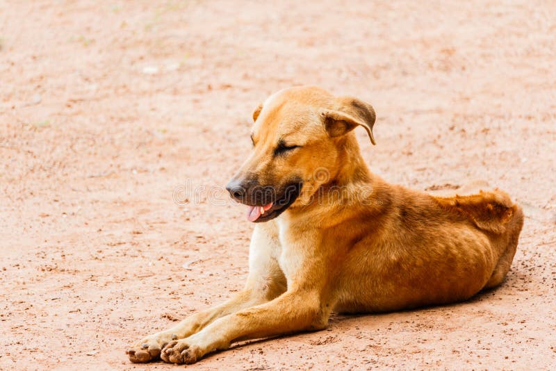 623 Dog Crouching Stock Photos - Free & Royalty-Free Stock Photos from ...
