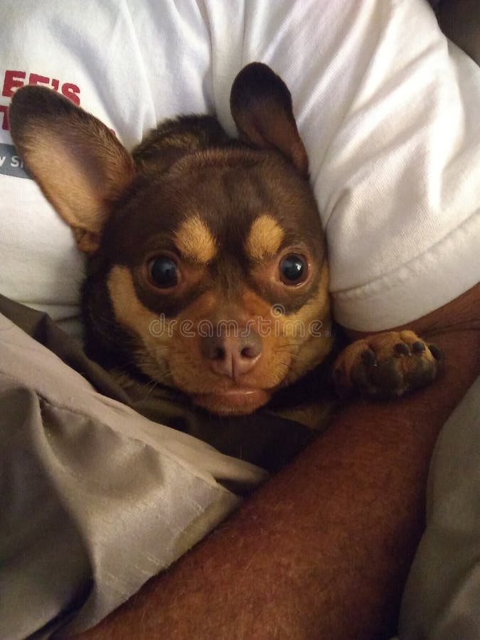 Cuddle Bug Dog Stock Photos - Free & Royalty-Free Stock Photos from ...