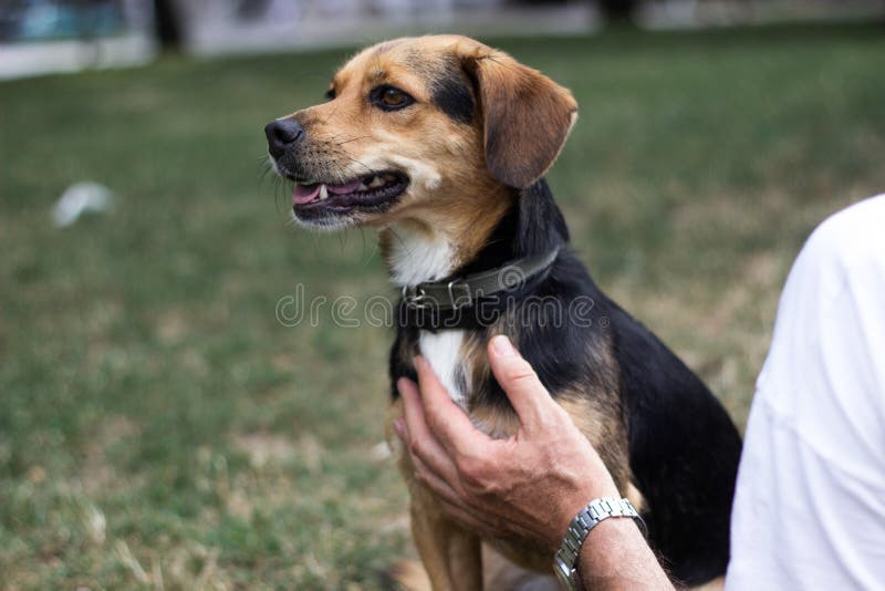 Dog is Cuddling with His Owner Stock Photo - Image of communication ...