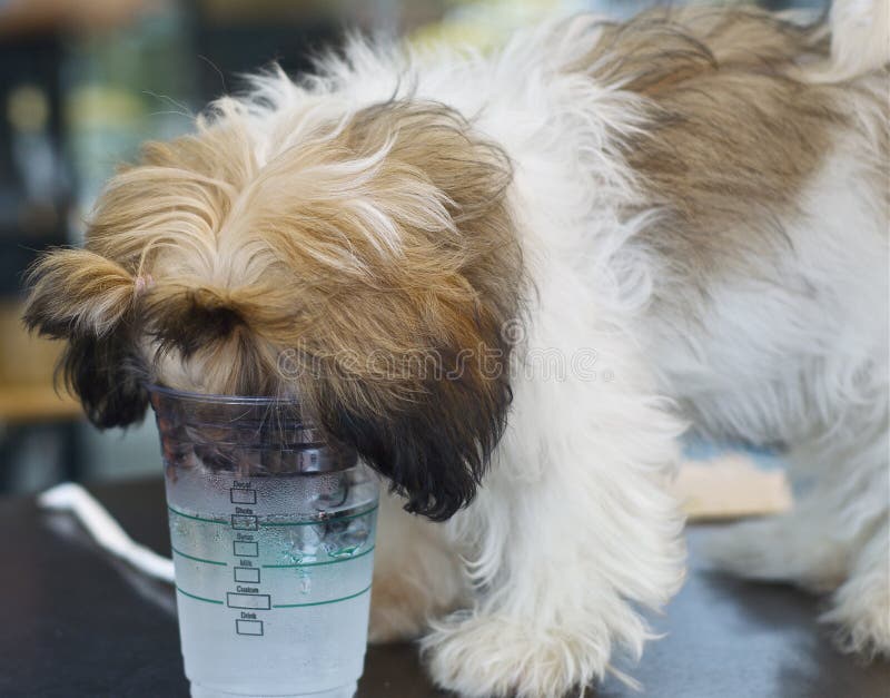 Dog cup stock photo. Image of shitzu, canine, drink, white - 18427506