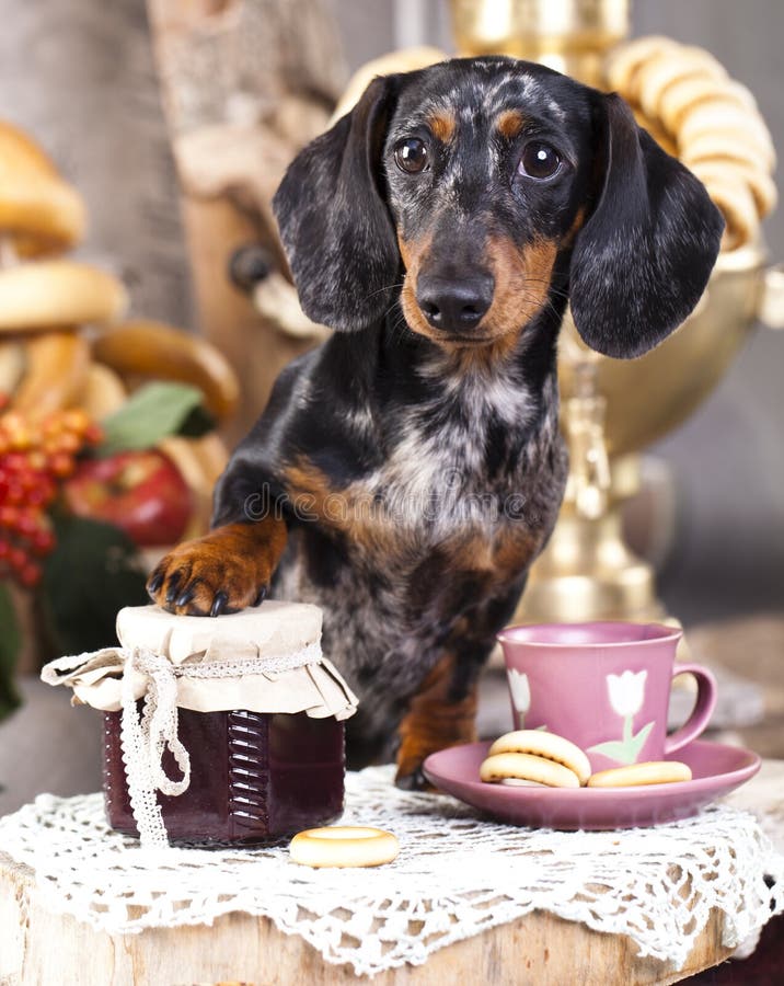 Dog and cup tea stock image. Image of cute, long, retro - 75563791