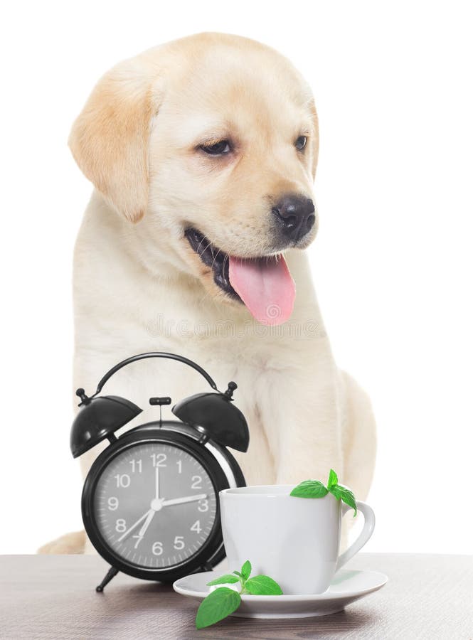 Dog and cup of tea stock photo. Image of alarm, morning - 68679578