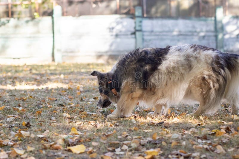 Dog Currently Sniffing Something Interesting Grass Park Stock Photos ...
