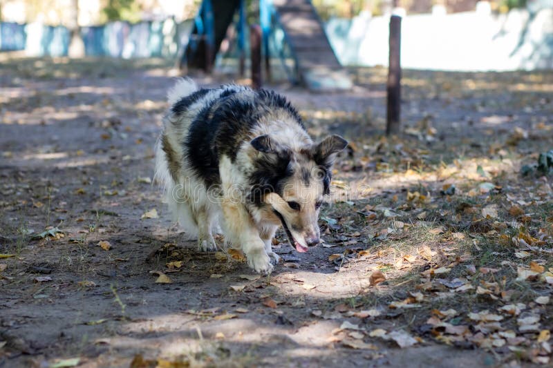 A Dog is Currently Sniffing Something Interesting in the Grass within a ...