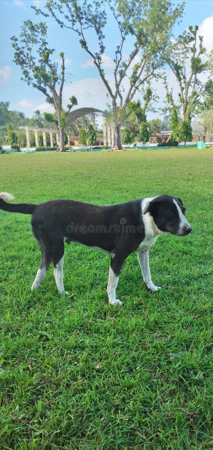 Askal Dog Stock Photos - Free & Royalty-Free Stock Photos from Dreamstime