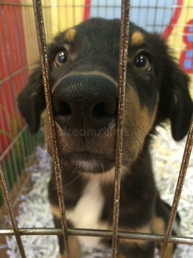 Dog stock image. Image of cute, nose, cage, close - 51510369