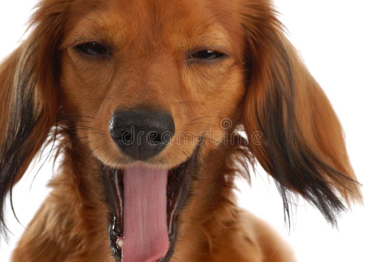 Toothy Dog stock image. Image of canis, boring, green - 20430821