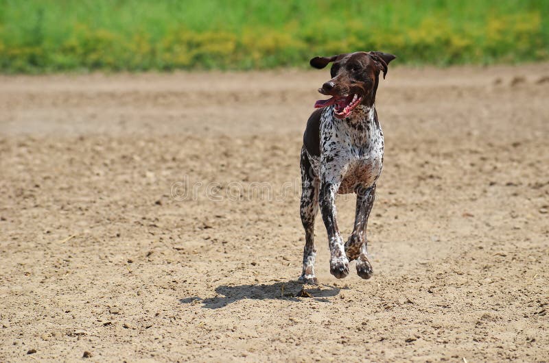 Dog stock photo. Image of puppy, pinto, running, happy - 66709834