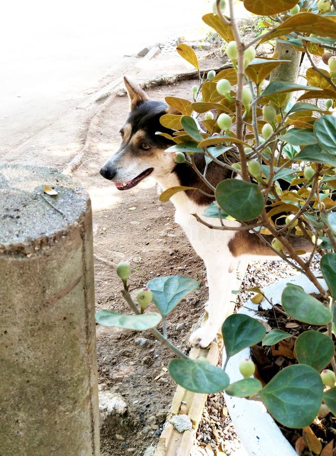 Dog stock photo. Image of green, happy, animal, hiding - 87798570