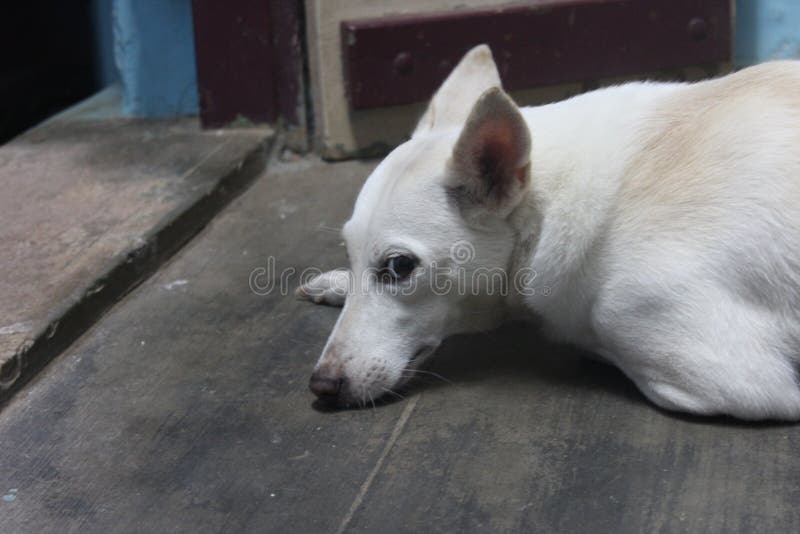 Dog cute still stock image. Image of cute, closeup, look - 127428755