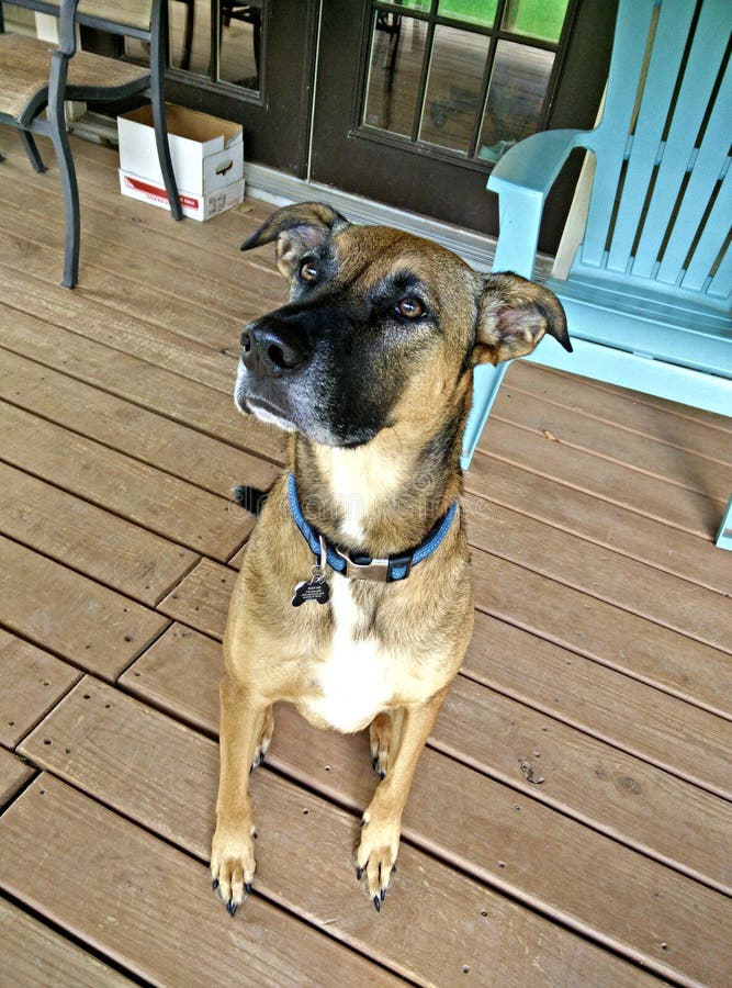 Dog stock image. Image of cool, snout, cute, mutt - 56274763