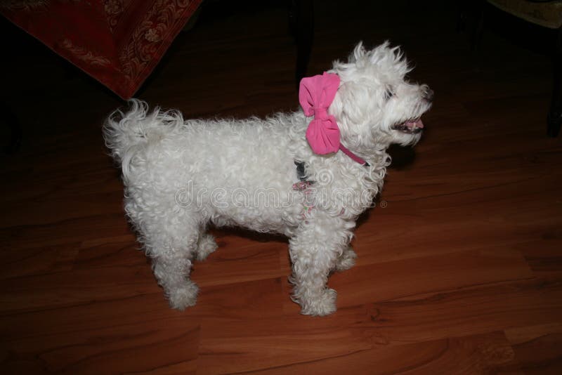 Sweet Little Dog with Pink Ribbon Stock Photo - Image of sweet, ribbon ...