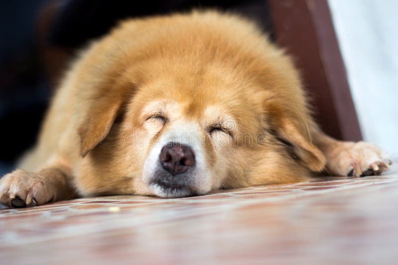 Dog stock image. Image of sleep, canine, sadness, lost - 92689959