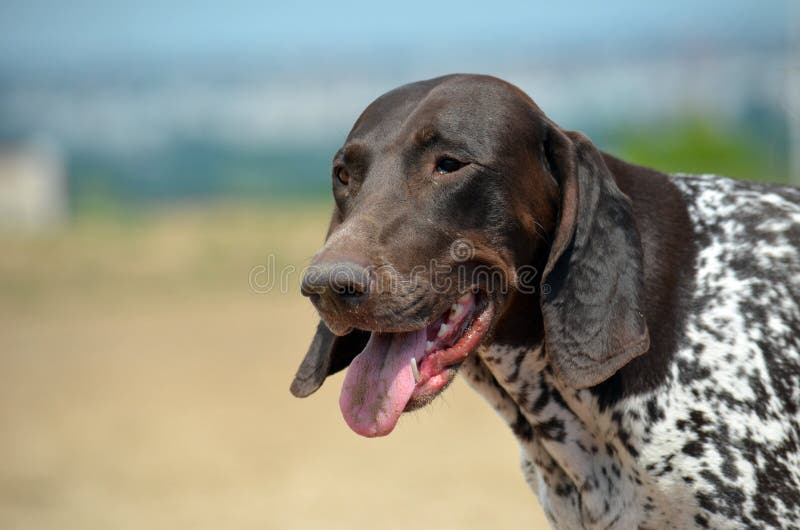 135 Pinto Dog Stock Photos - Free & Royalty-Free Stock Photos from ...