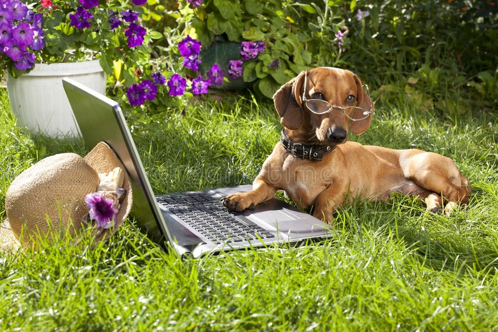 Dog Dachshund and Laptop Computer Stock Image - Image of keyboard ...
