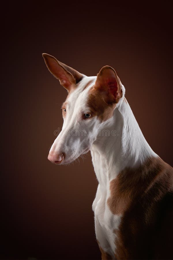 Podenko Ibitsenko Stock Photos - Free & Royalty-Free Stock Photos from ...