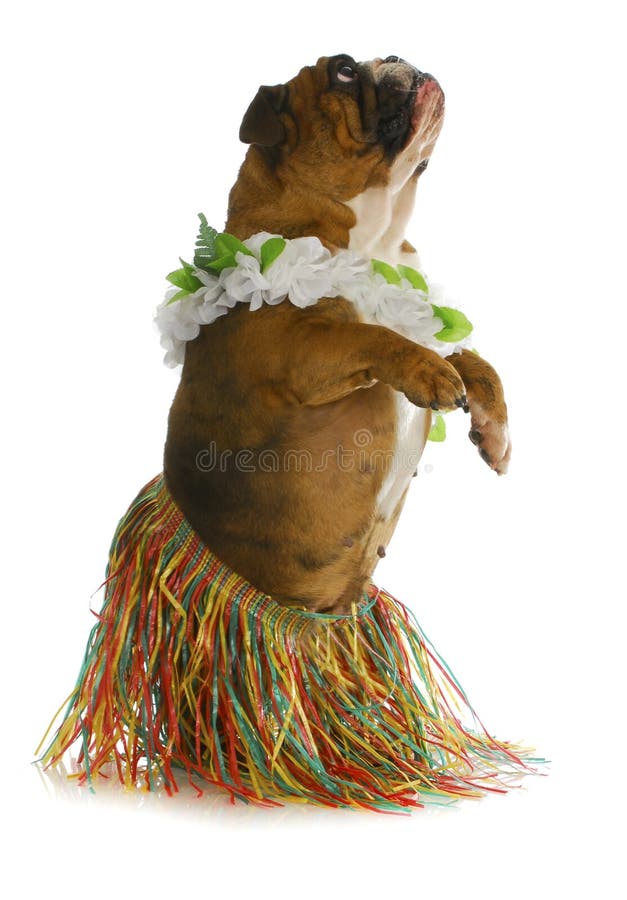 714 Dog Dancer Stock Photos - Free & Royalty-Free Stock Photos from ...
