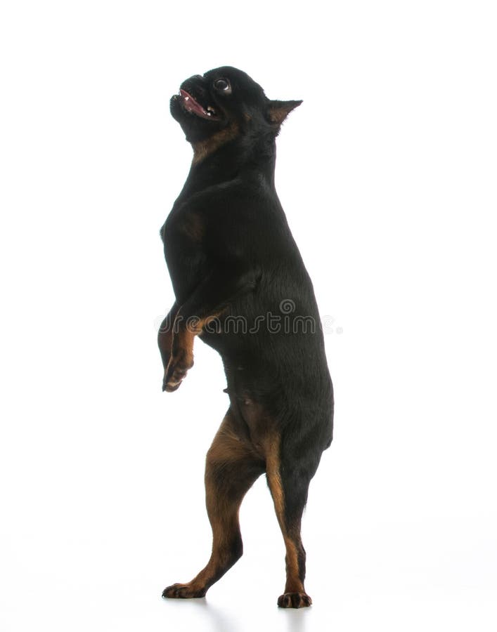 Dancing dog stock image. Image of charming, cute, sweet - 48442885