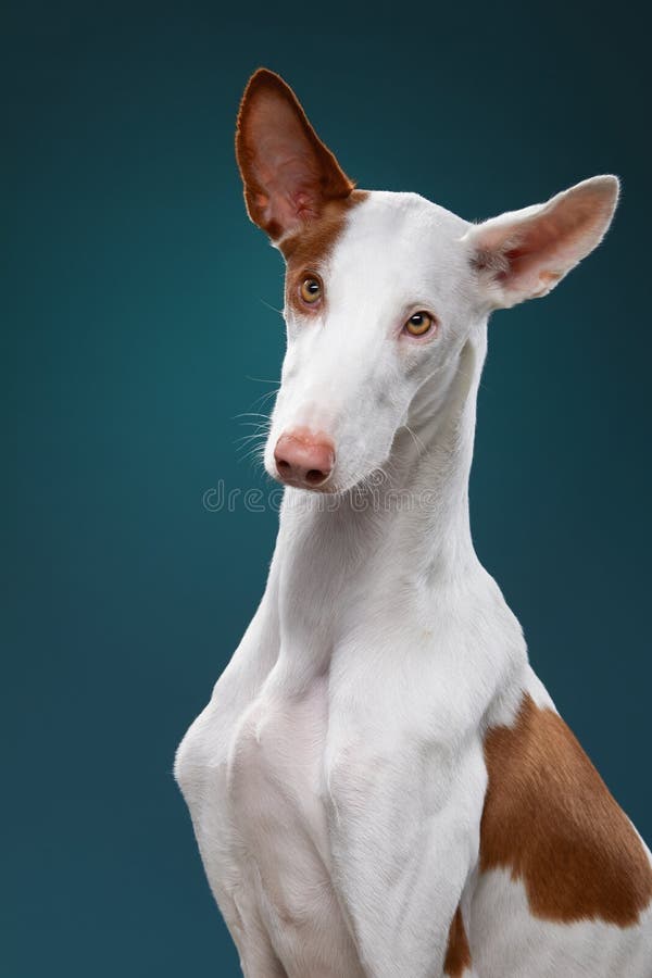 Podenko Ibitsenko Stock Photos - Free & Royalty-Free Stock Photos from ...