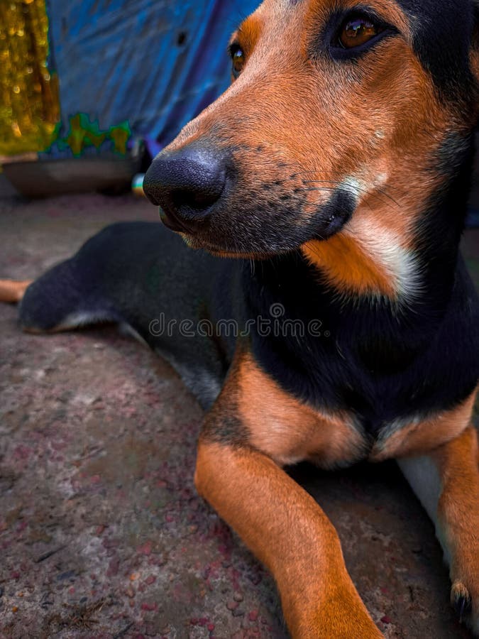 Dog, this is a Dash and Dash Dog Stock Image - Image of black, smallest ...